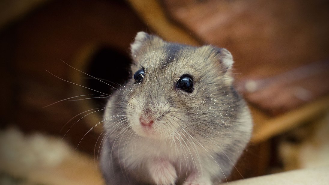 Hamsterens biologi og atferd | Veiledning om hold av hamster | Mattilsynet