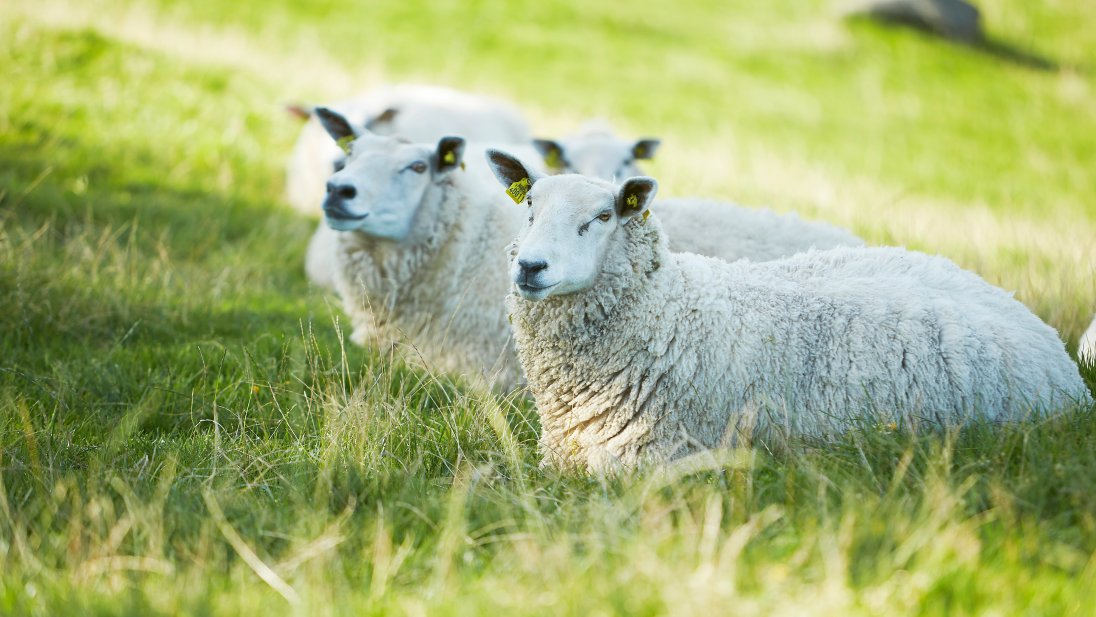 Animals | The Norwegian Food Safety Authority